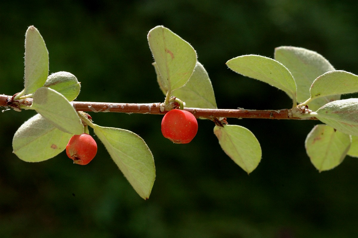 Cotoneaster integerrimus, Wild Cotoneaster